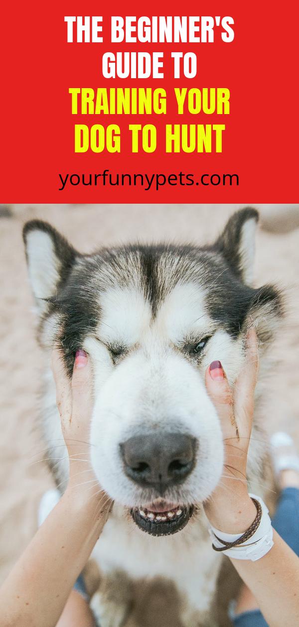 The Beginner's Guide to Training Your Dog to Hunt - Your Funny Pets