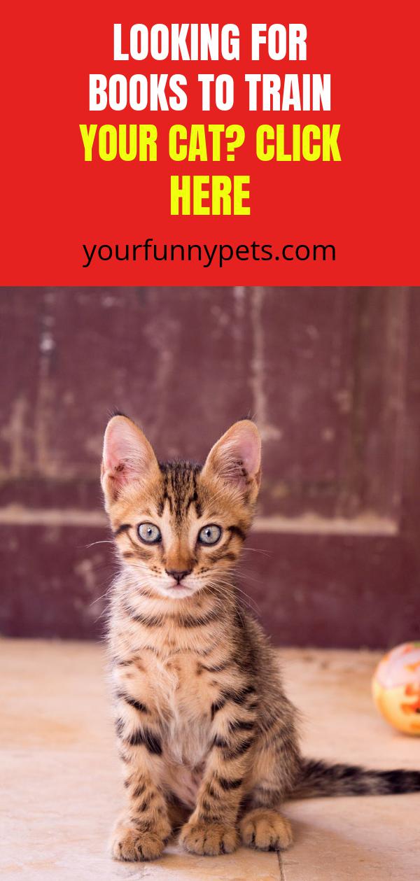 Looking for Books To Train Your Cat? Click Here - Your Funny Pets